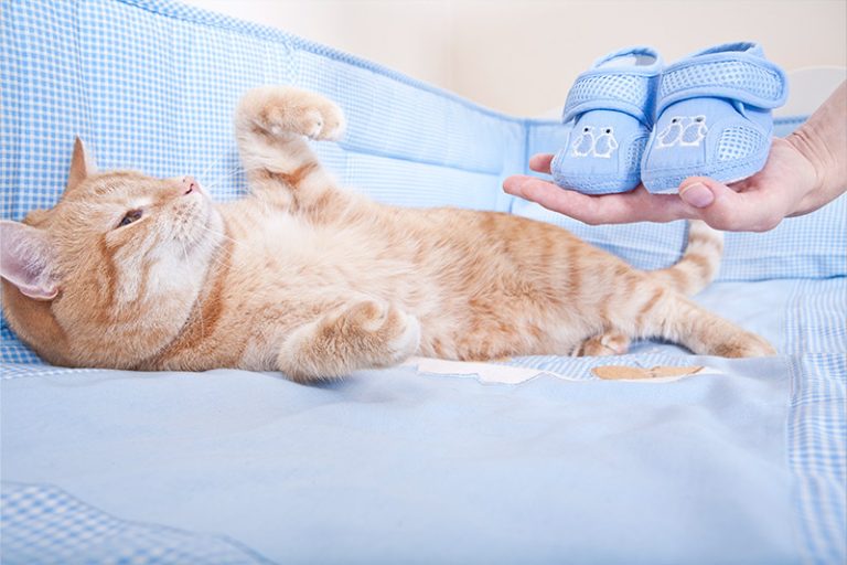 Desmitificando la toxoplasmosis: todo lo que debes saber